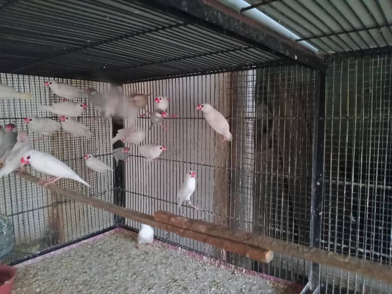 White & Silver Java - Finches - 1104079054