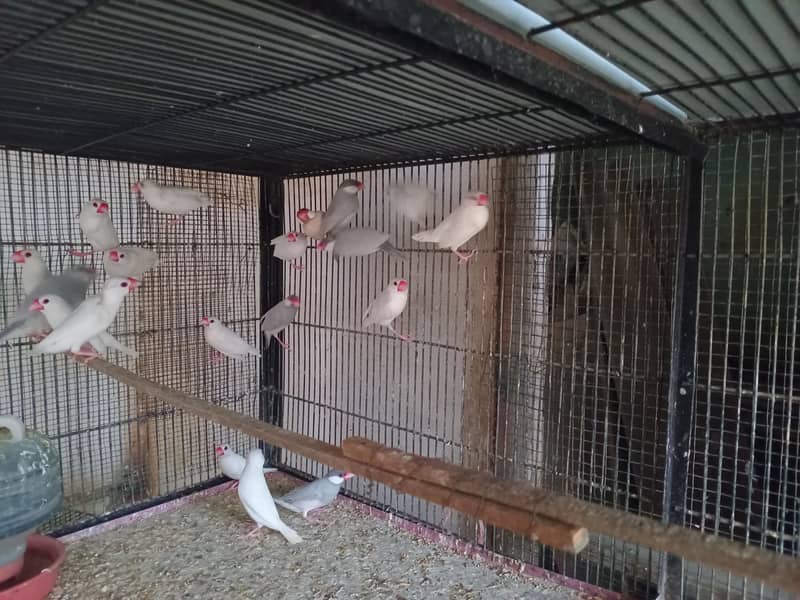 White & Silver Java - Finches - 1104079054