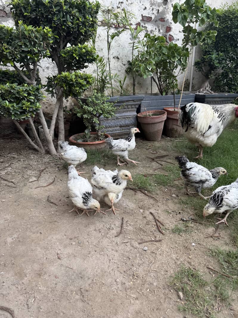 Light sussex 6 month old chicks/fancy hen/ breeder pair/ - Hens ...