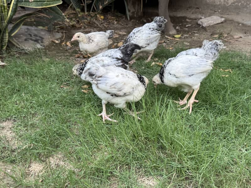 Light sussex 6 month old chicks/fancy hen/ breeder pair/ - Hens ...
