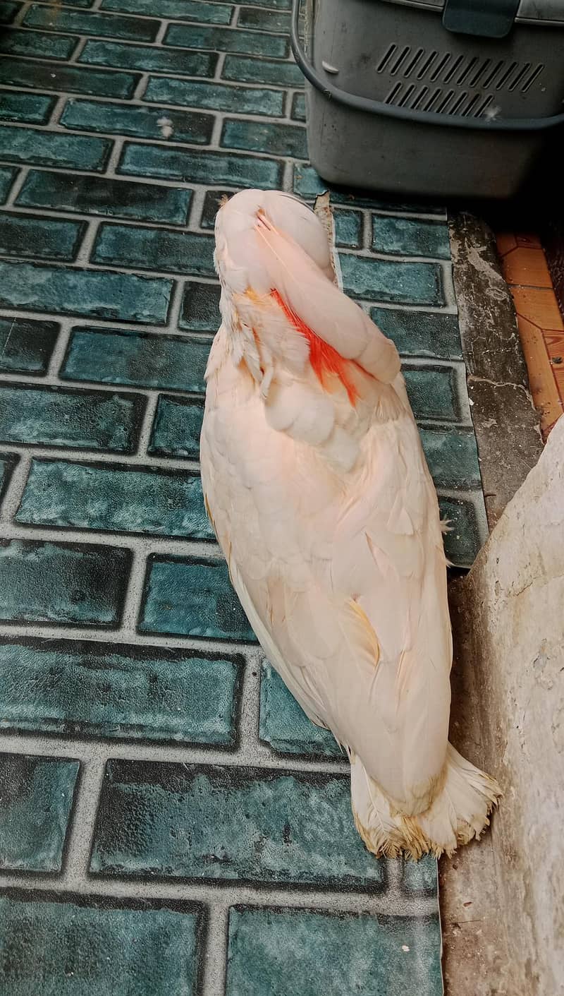 Moluccan Cockatoo Covered Chick - Parrots - 1103922814