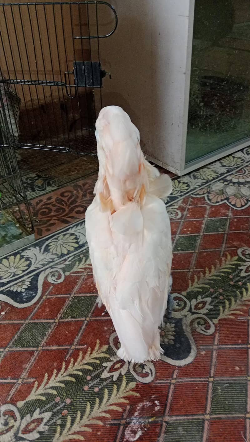 Moluccan Cockatoo Covered Chick - Parrots - 1103922814