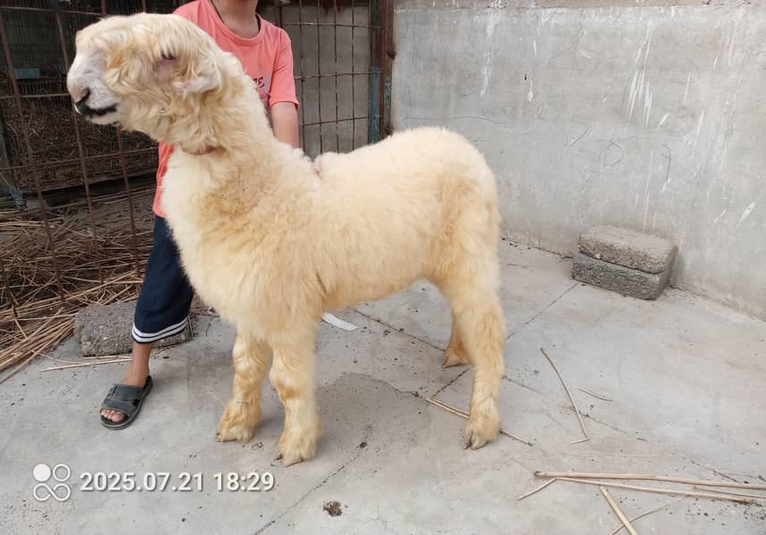 Sheep Pure Mundra Dumbi - Sheep - 1104133606