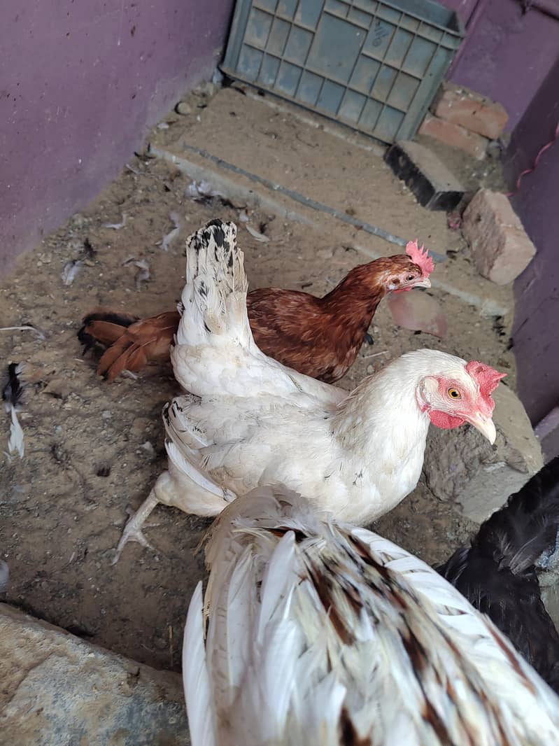 1 murga 4 murgian - Hens - 1104155229