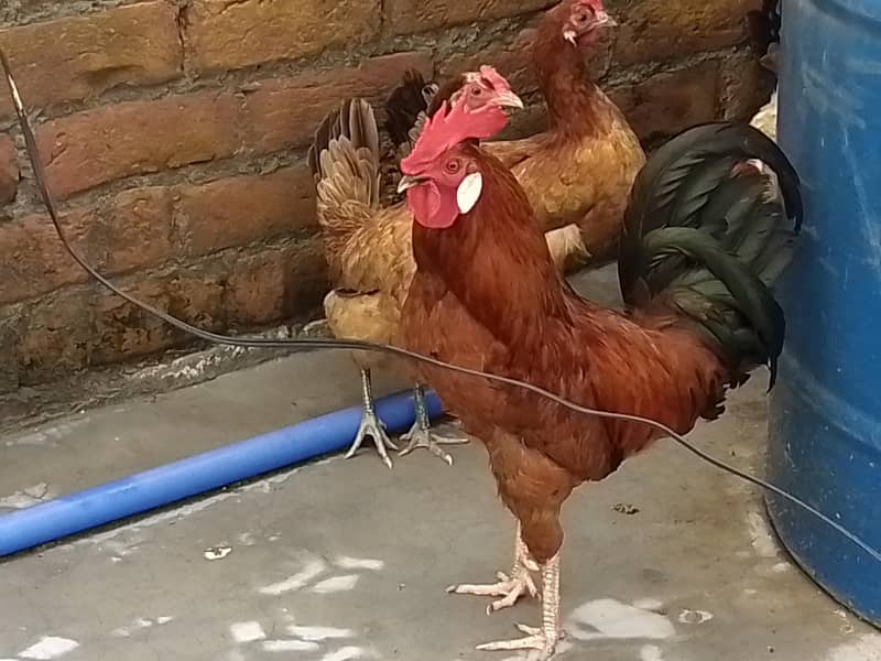 Golden Mesri Murgha - Hens - 1104188943