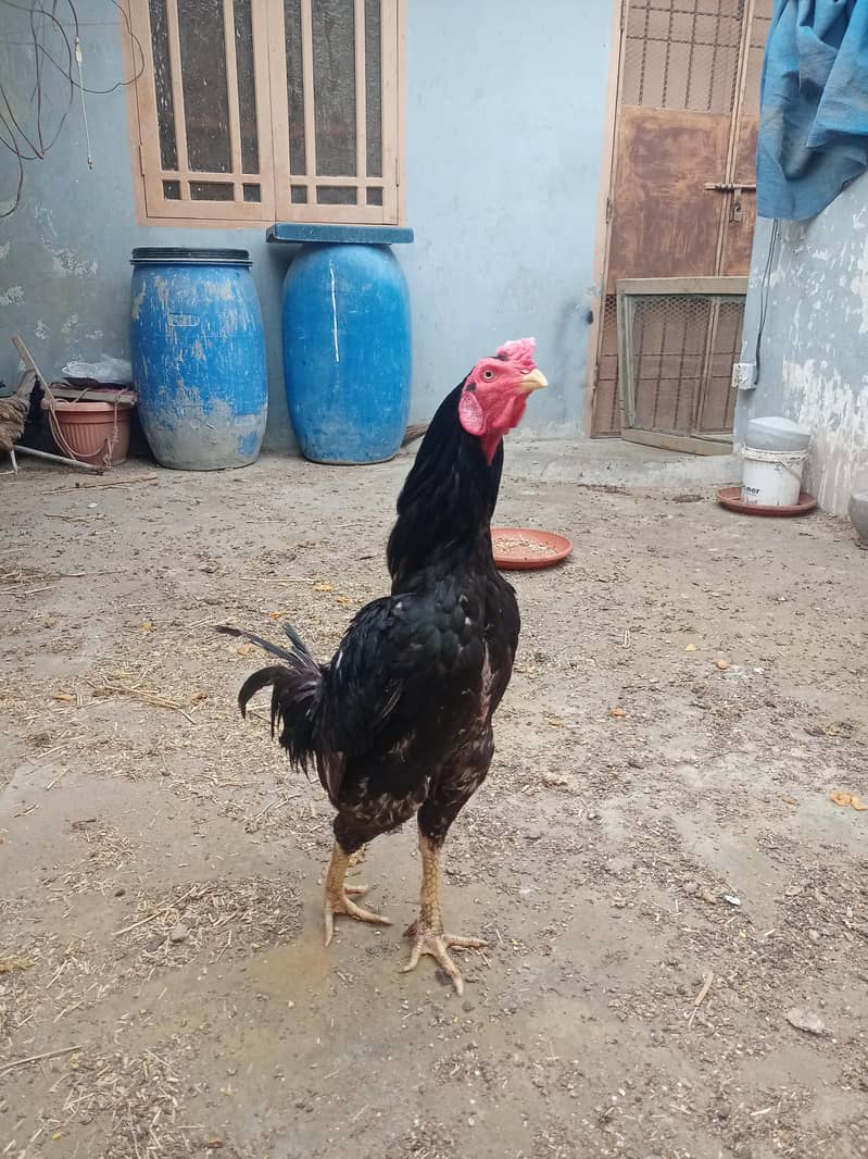 Aseel full black Murga for salel - Hens - 1104195864