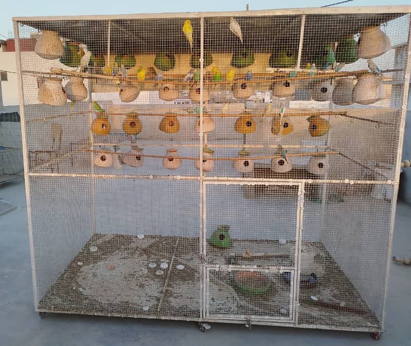 Parrot Cage for Sale (Pinjara for Sale) - Parrots - 1104267873