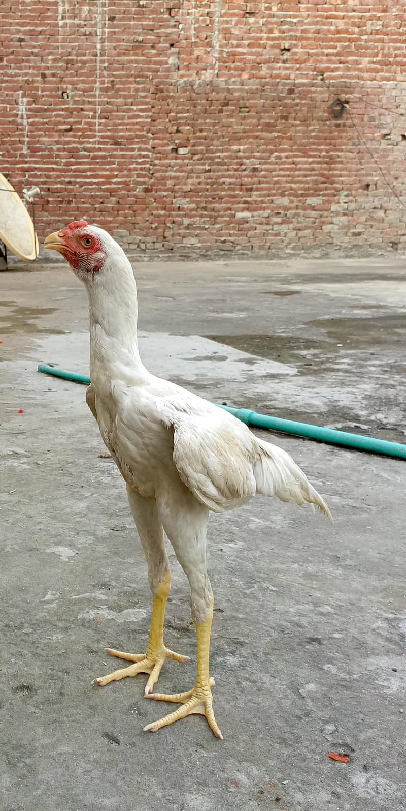 Kh fance birds - Hens - 1104271455