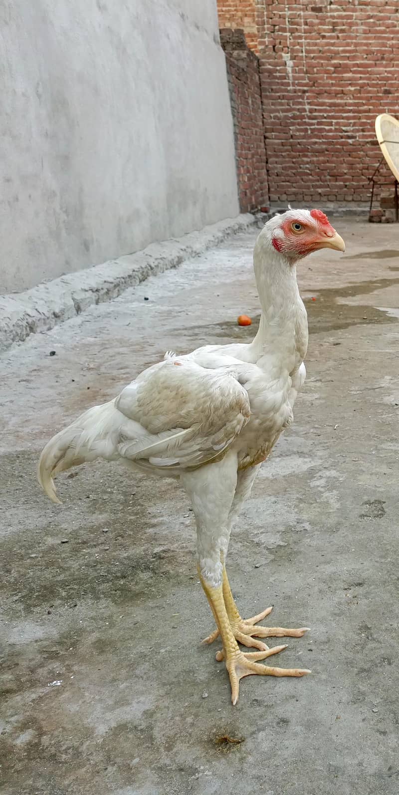 Kh fance birds - Hens - 1104271455