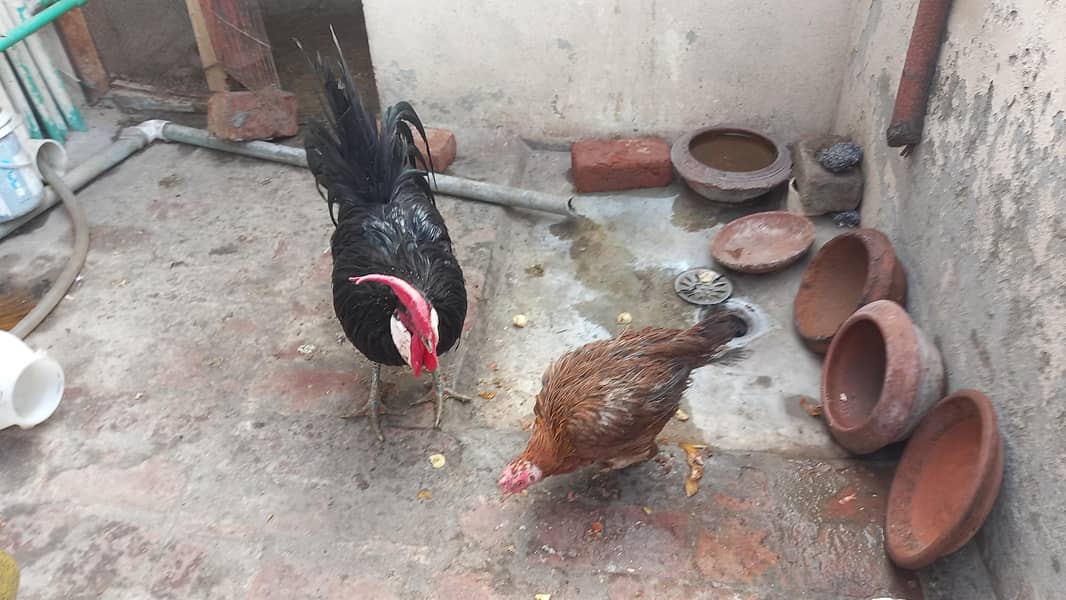 astro lop for sale 5500 - Hens - 1104271746