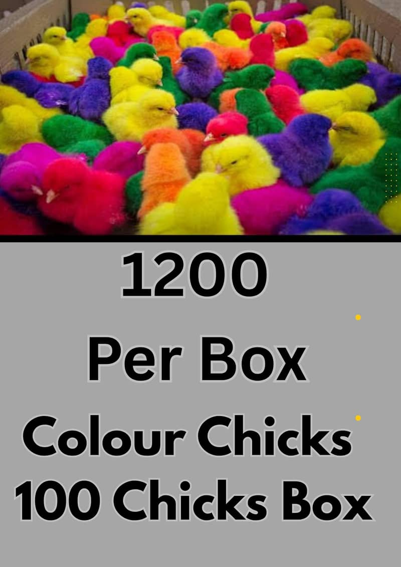 Broiler Colour Chick's Chicken breed - Hens - 1104278353