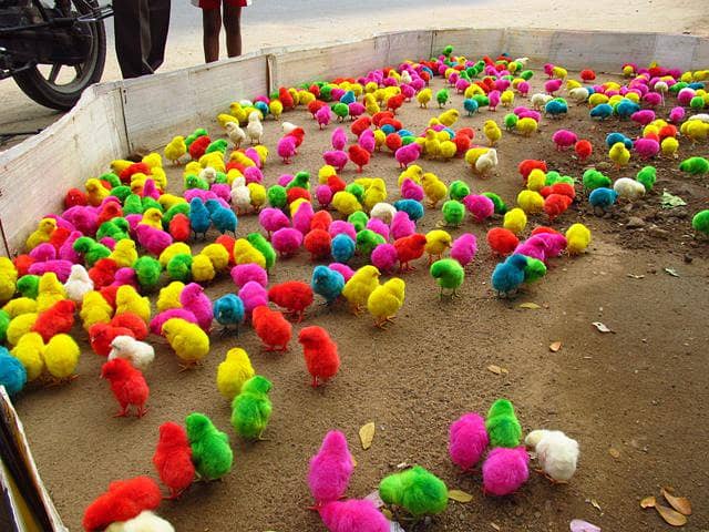 Broiler Colour Chick's Chicken breed - Hens - 1104278353