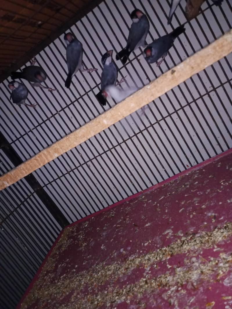 love birds breeder - Parrots - 1104288857