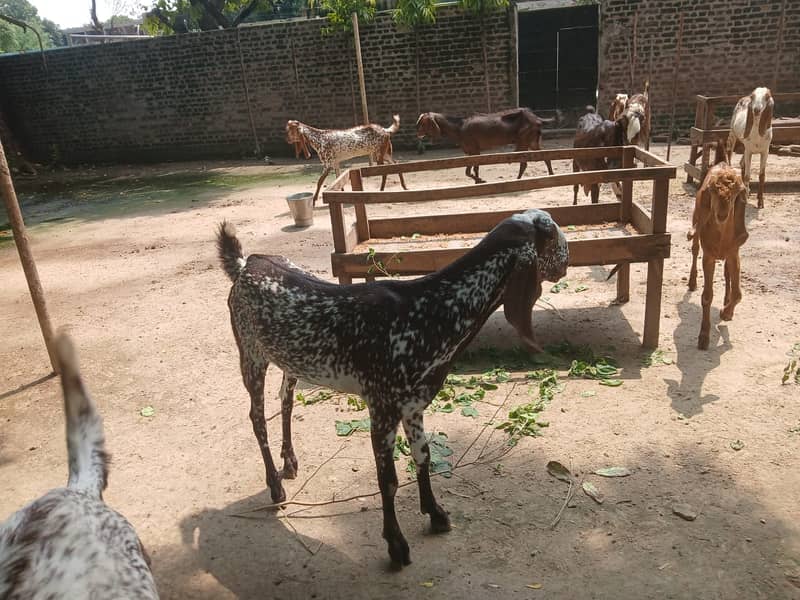 Beetal Bakri | Makhicina Bakri | Bakri | دیسی بکری | Goat | Taazi Soi ...