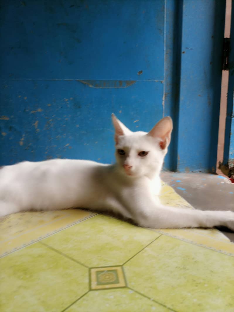 persin cat 3 month age 2 colour eyes Ghar ki palli huvi he 4000 - Cats ...
