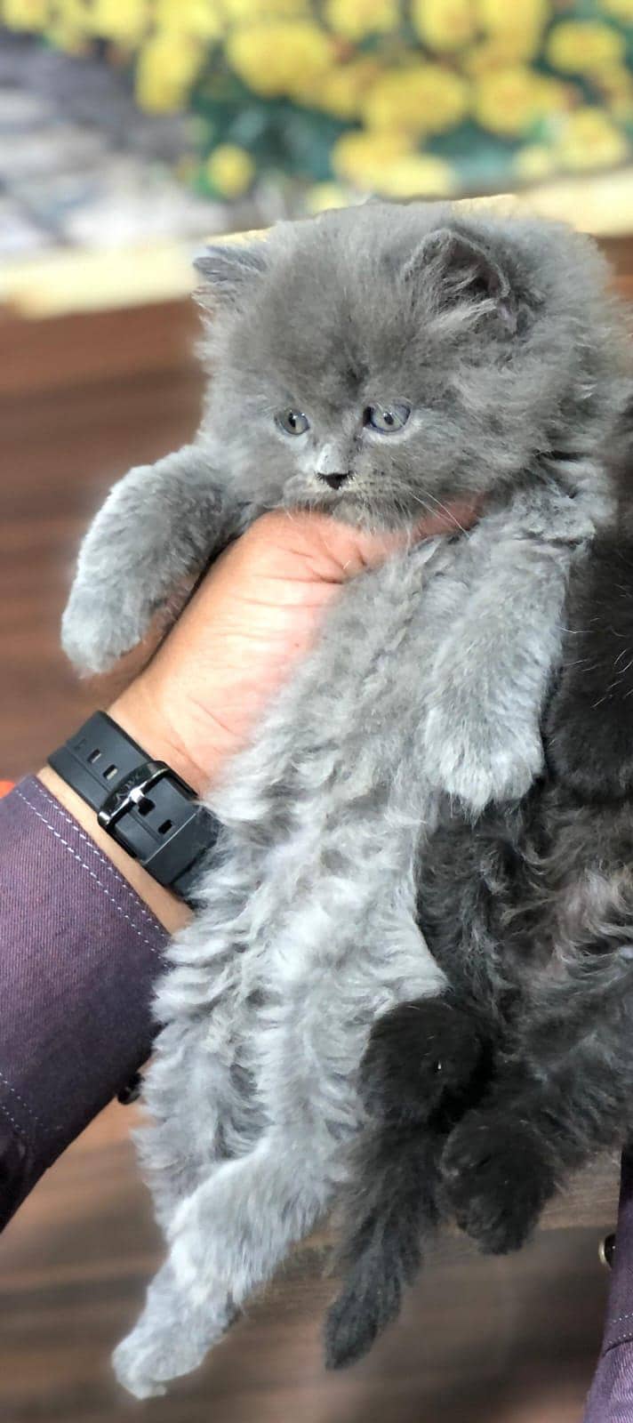 Persian British Punch face triple coat cat Kitten - Cats - 1104392510