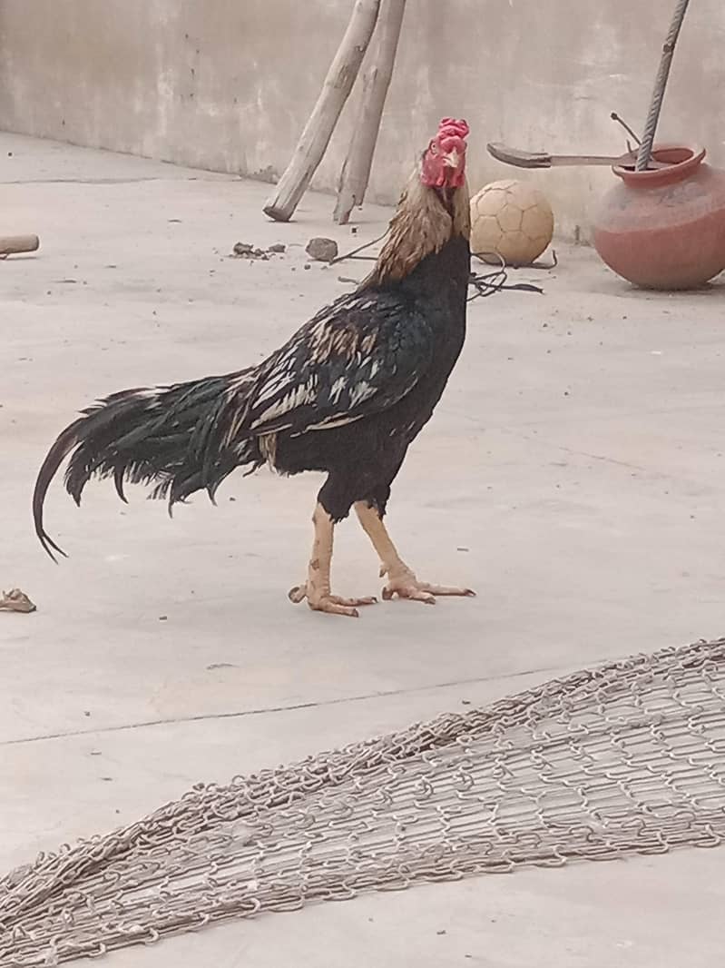 Aseel Murga - Hens - 1104434114