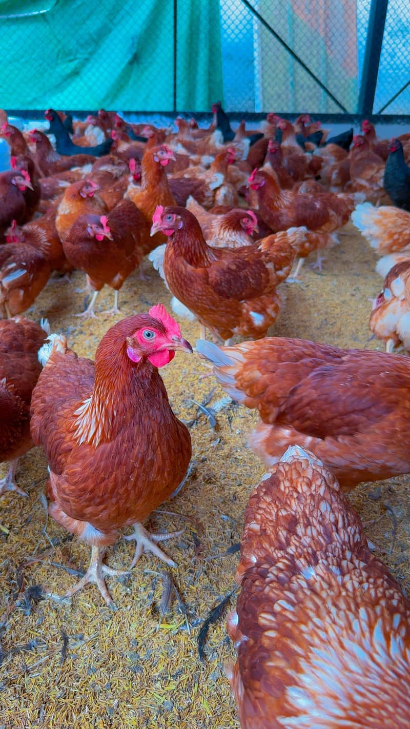 lohman brown egg laying f1 german|loman brown|golden misri - Hens ...