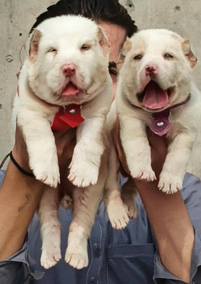 King Alabai Pair | Alabai Puppies | Alabai security Dog For Sale - Dogs ...