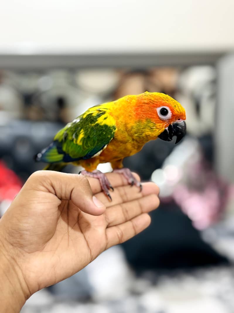 Red Factor Baby Sun Conure - Parrots - 1104515182