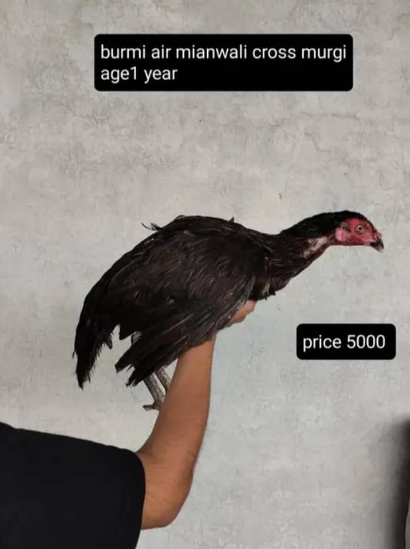 murga or murgi. dono ka 10000 murga mianwali murgi burmi - Hens ...