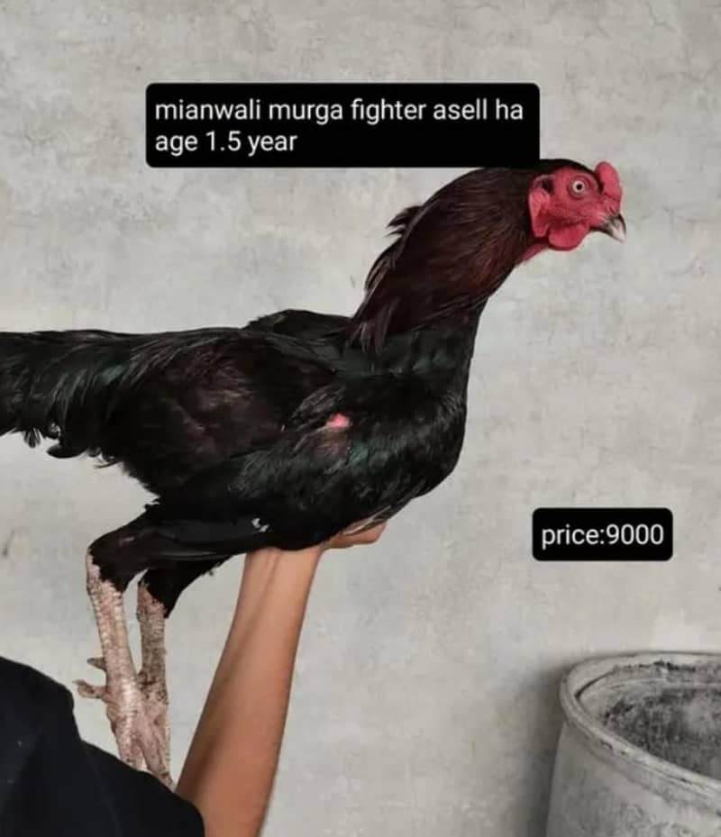 murga or murgi. dono ka 10000 murga mianwali murgi burmi - Hens ...