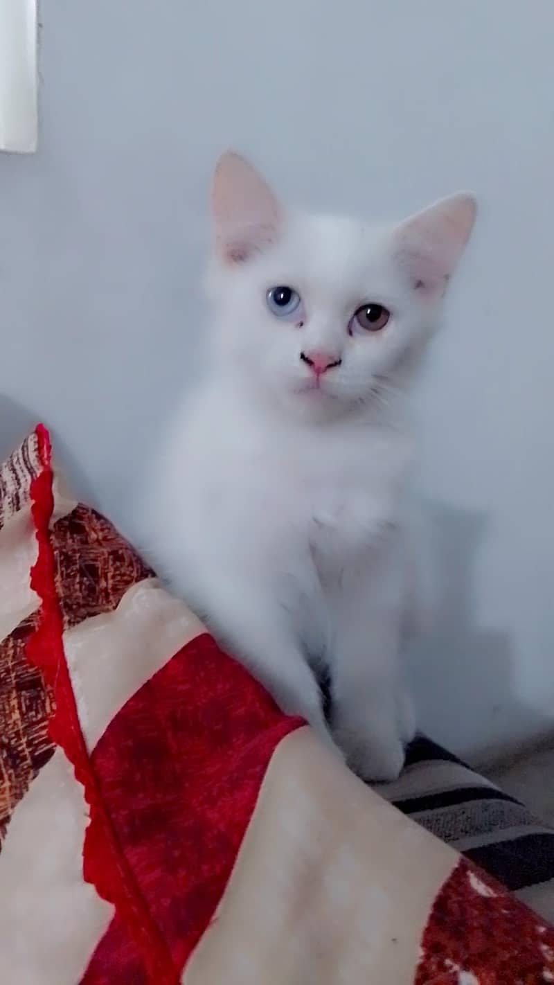 Beautiful female kittens - Cats - 1104581143