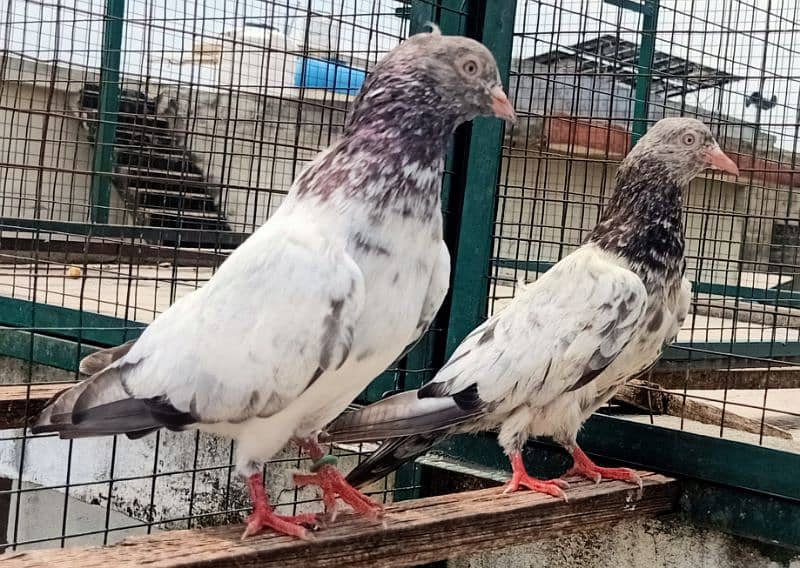 Pigeon pur indian surkha available for sale & etc. 0308-5000940 ...