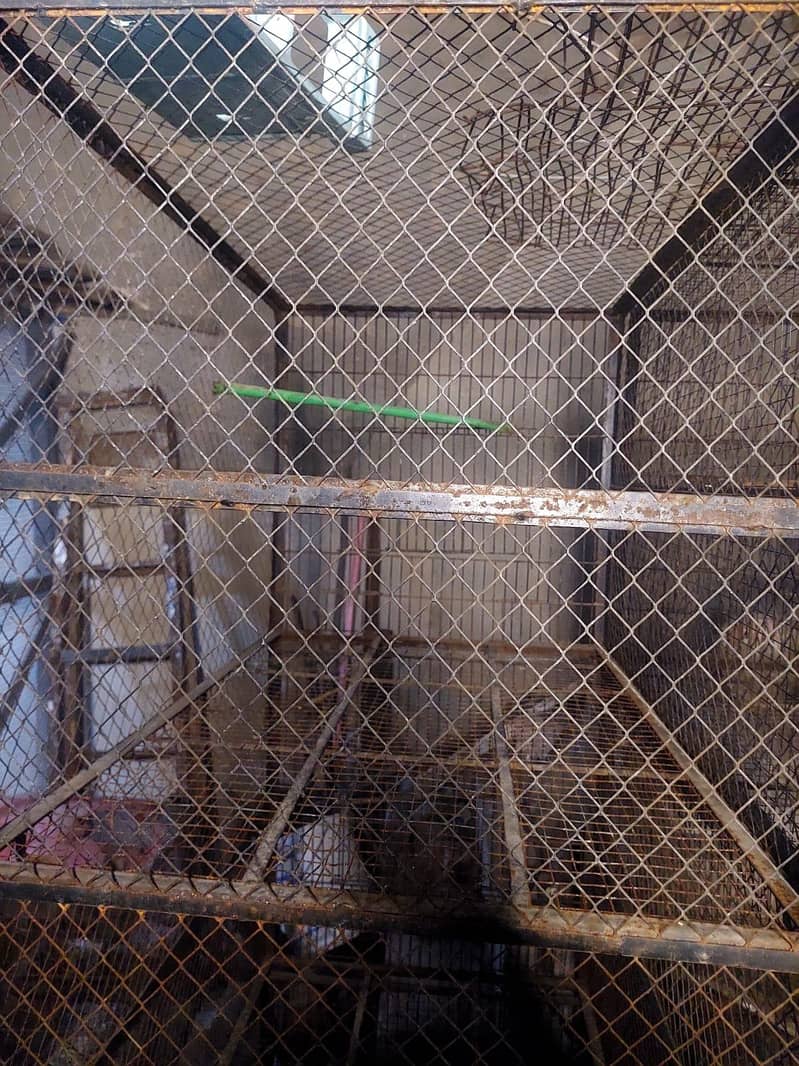 cages for birds - Cages, Crates & Doors - 1104611464