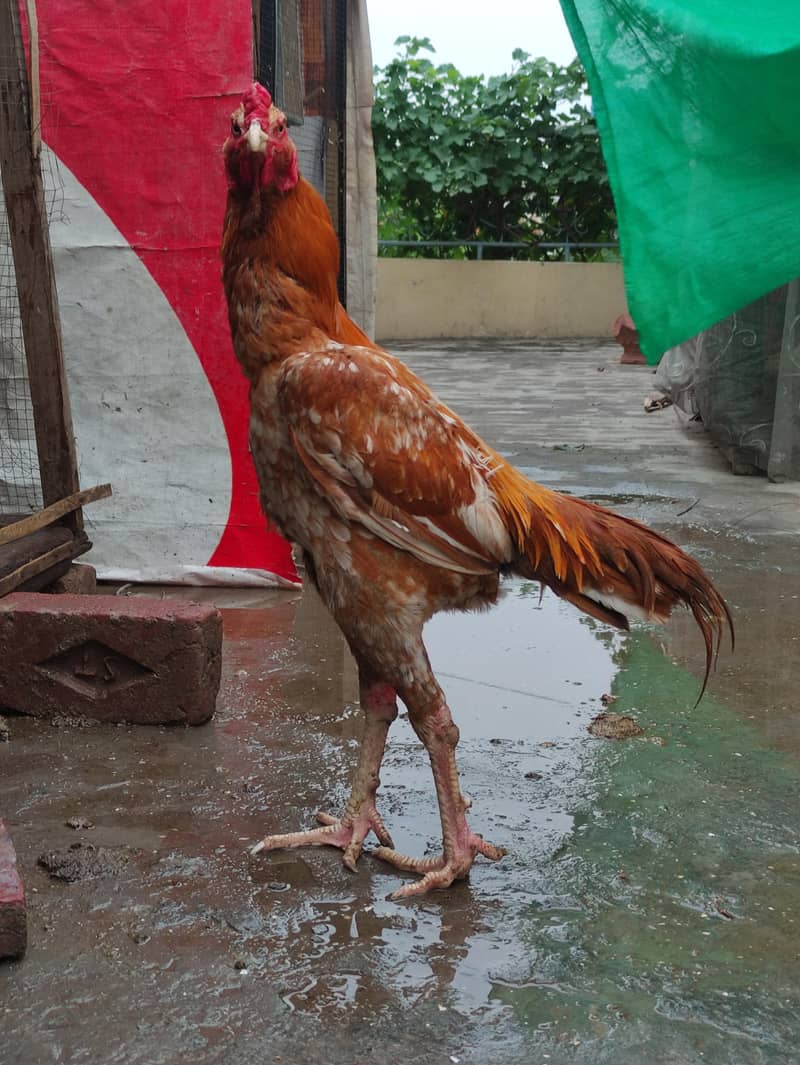 Peela Sindhi Pair - Hens - 1104643384