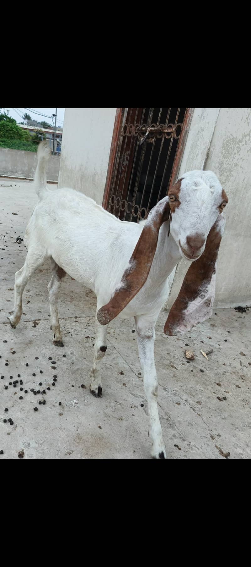 kamori bakri or bachay - Goats - 1104660952