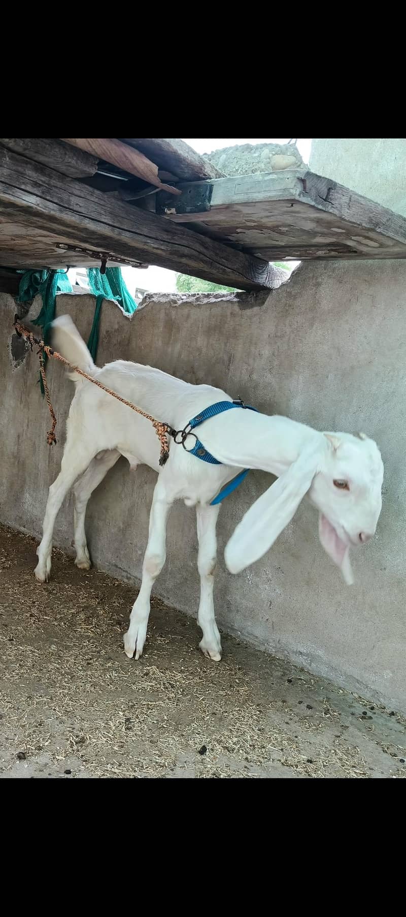 kamori bakri or bachay - Goats - 1104660952