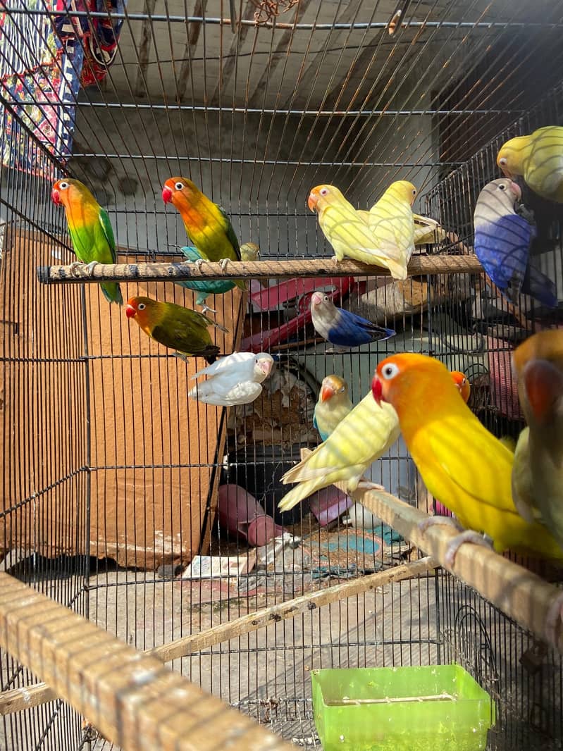 Color lovebirds mix lutino cremino decino parblue opaline green fishe ...