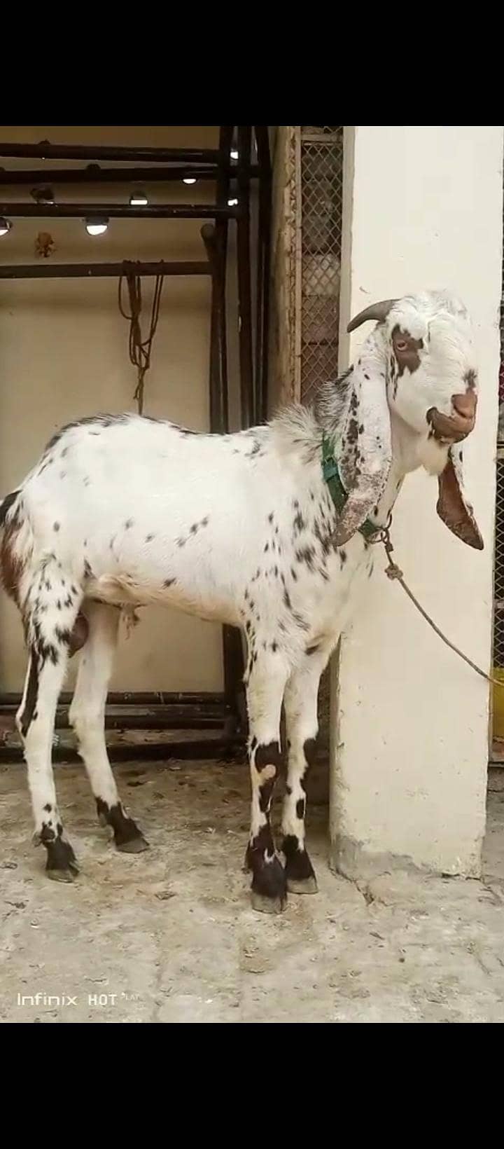 pure desi bakra breeder 4 dant ho raha l - Goats - 1104695245