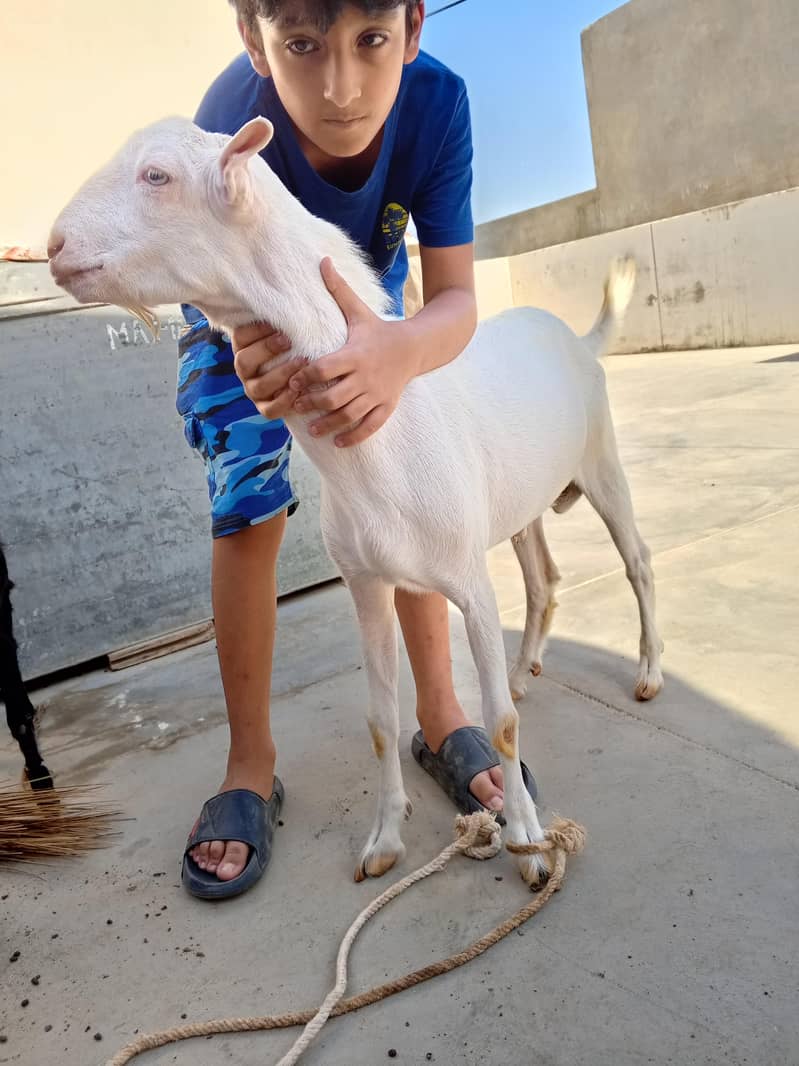 teddy munda bakra whiye eyes - Goats - 1104701986