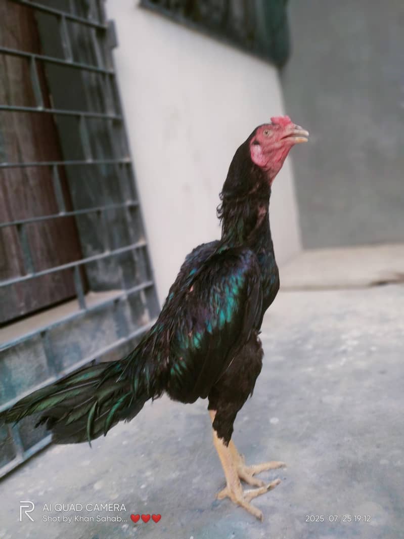 Aseel Mushka & Jawa Murga For Sell - Hens - 1104730487