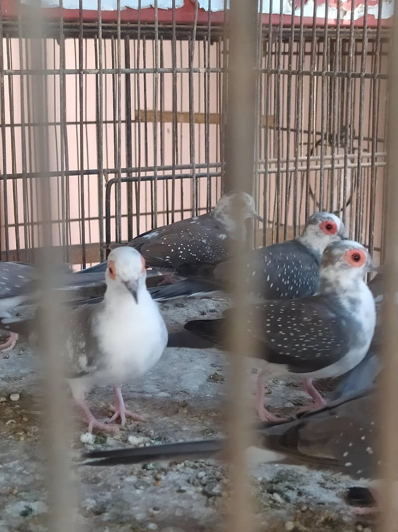 diamond pied dove male female - Doves - 1103836536