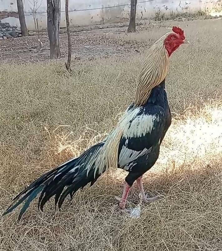 Mianwali Aseel murga - Hens - 1104841561