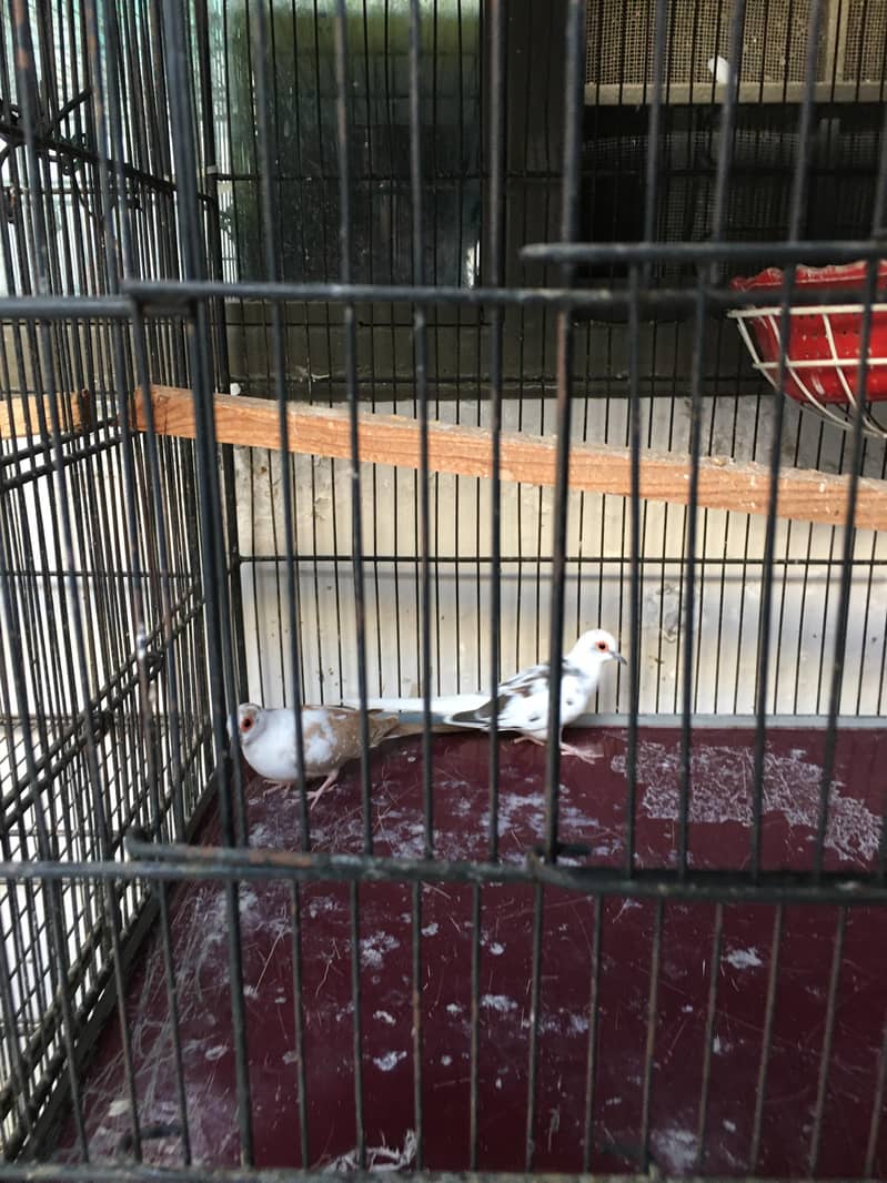 diamond and red pied china dove - Doves - 1104929509