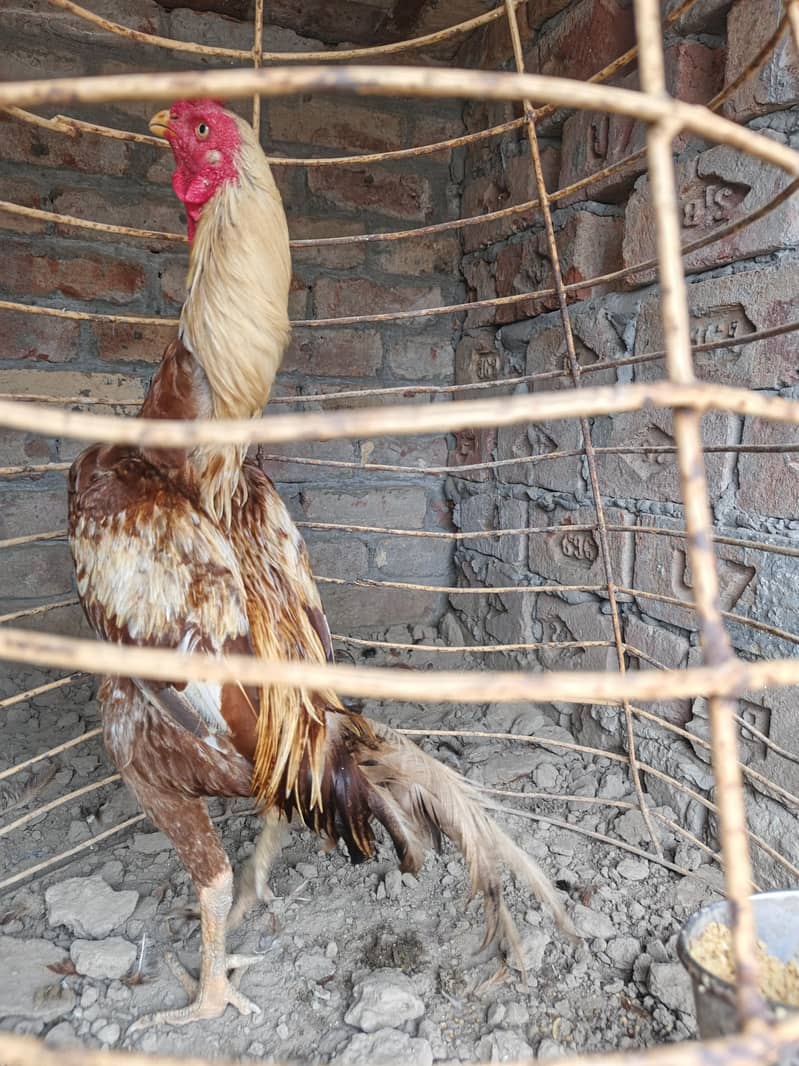 Sindhi Aseel pair - Hens - 1105028215