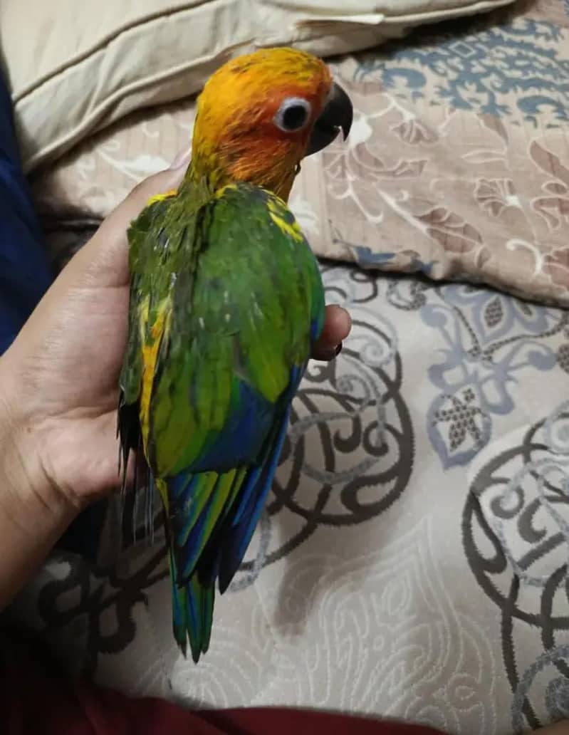 sun conure. price each - Parrots - 1105031199