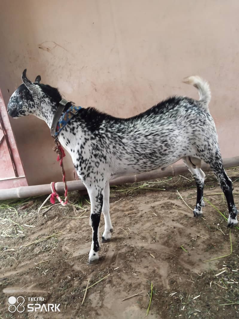 barbara breeder bakra - Goats - 1105054261