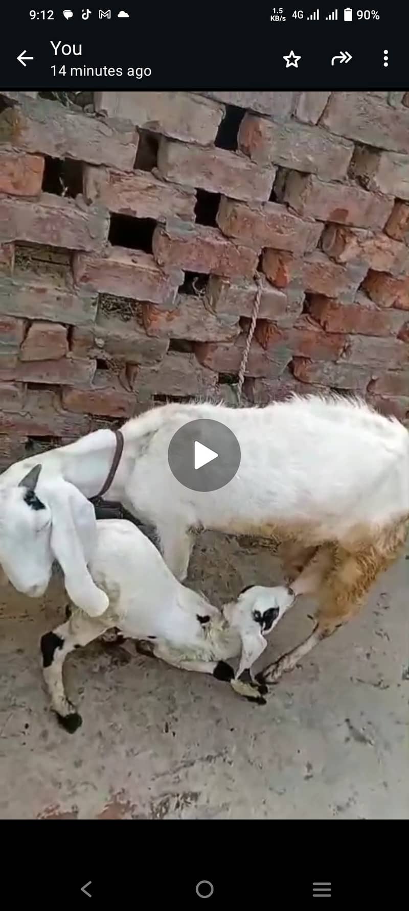 Do dant Bakri Sath 40 din Bakra ha - Goats - 1105084948