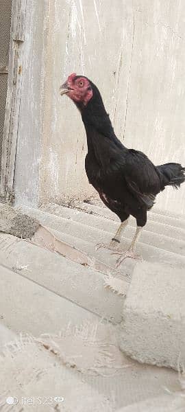 thai trade Aseel - Hens - 1105092424