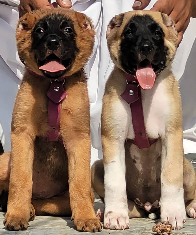 Afghan Koch Pair / King Alabai Puppies / King Kurdish Kangal Pair ...