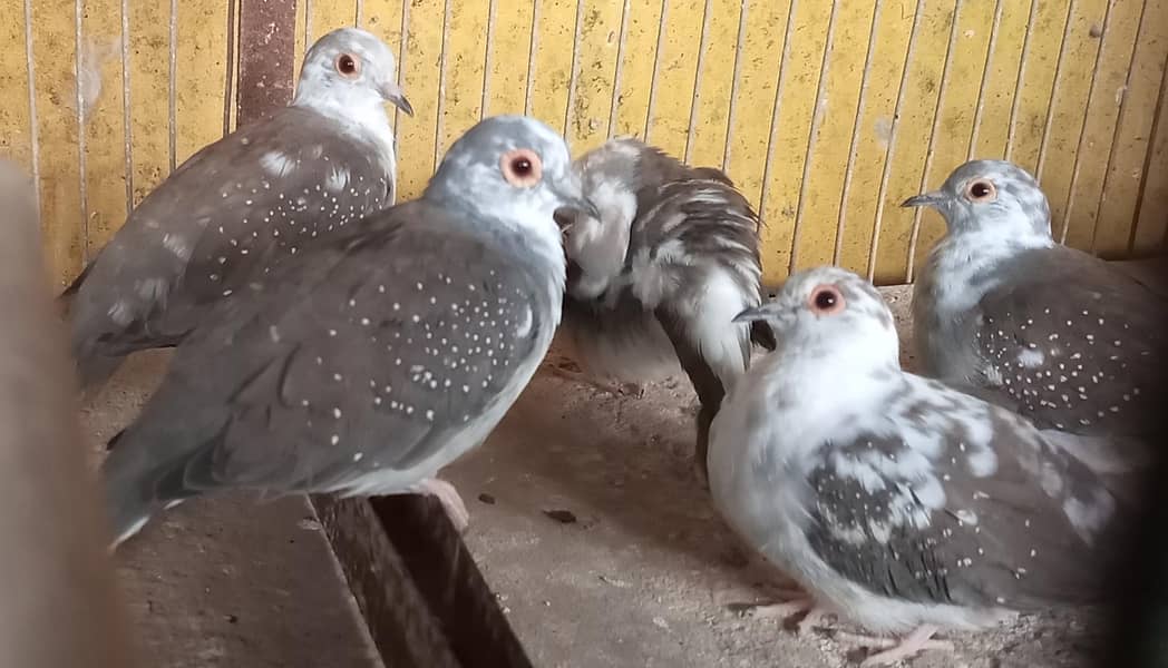 diamand pied dov pairs and mix finches - Doves - 1094600140