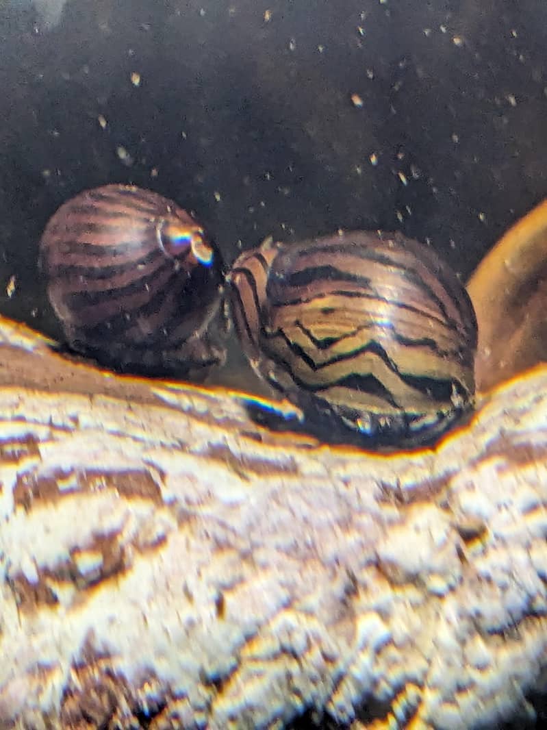 Zebra nerite snail (Pair) - Fish - 1105170961