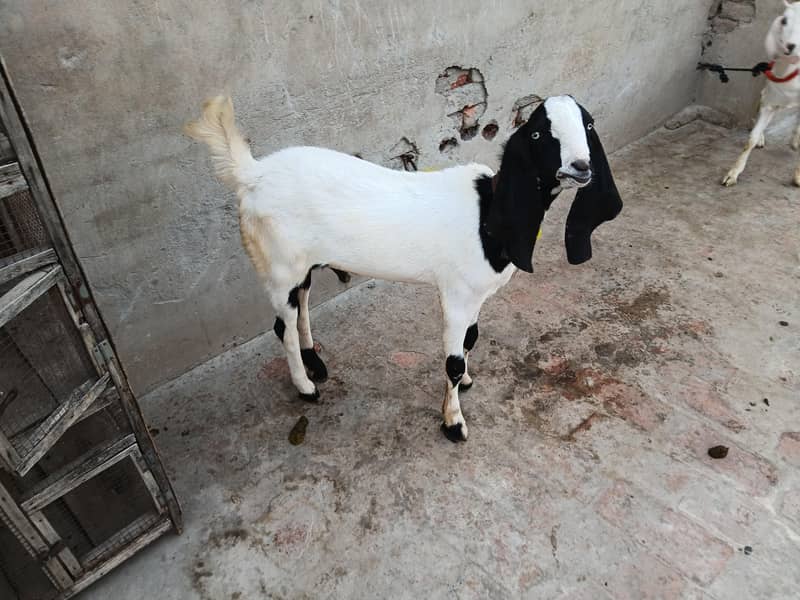 Goat / Sheep / Bakra / Bakri / Dumba - Goats - 1105175628