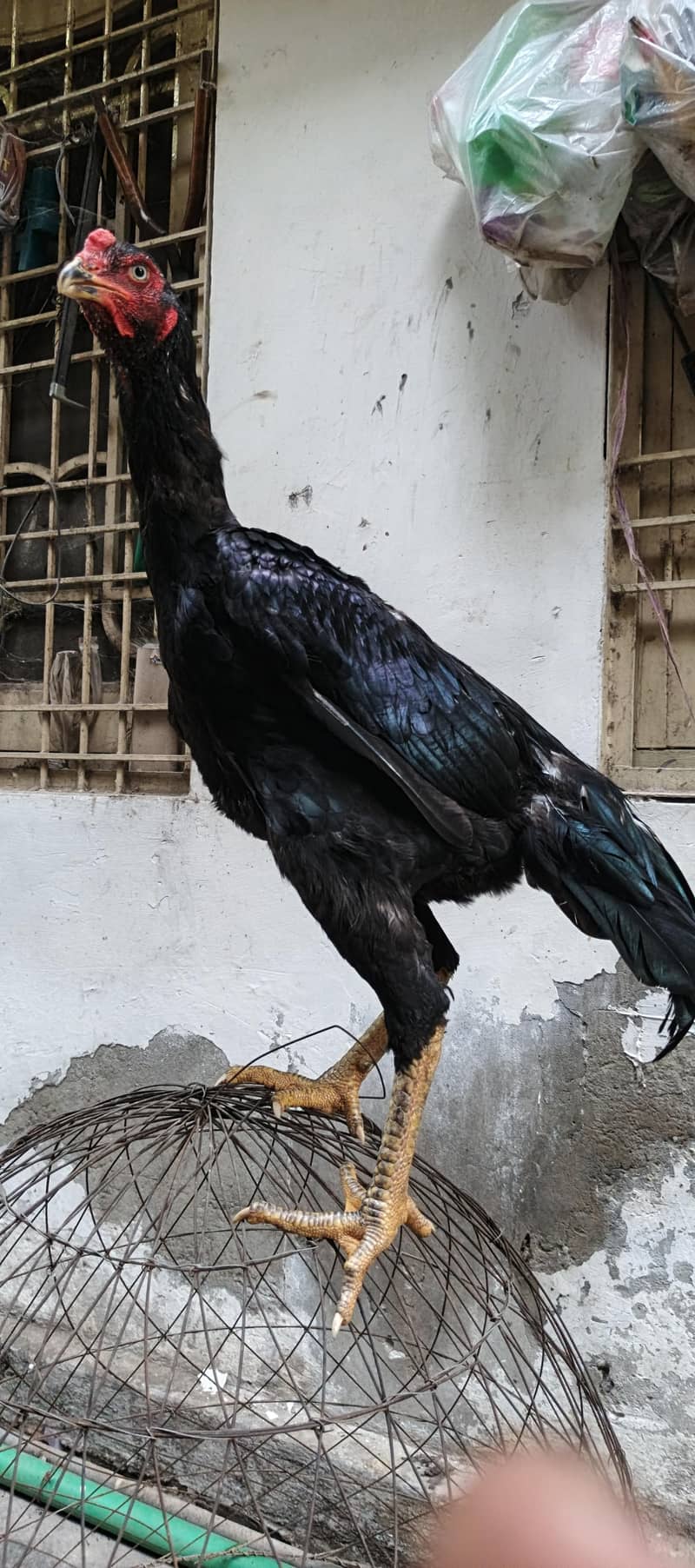 King O Shamo Male - Hens - 1105225812
