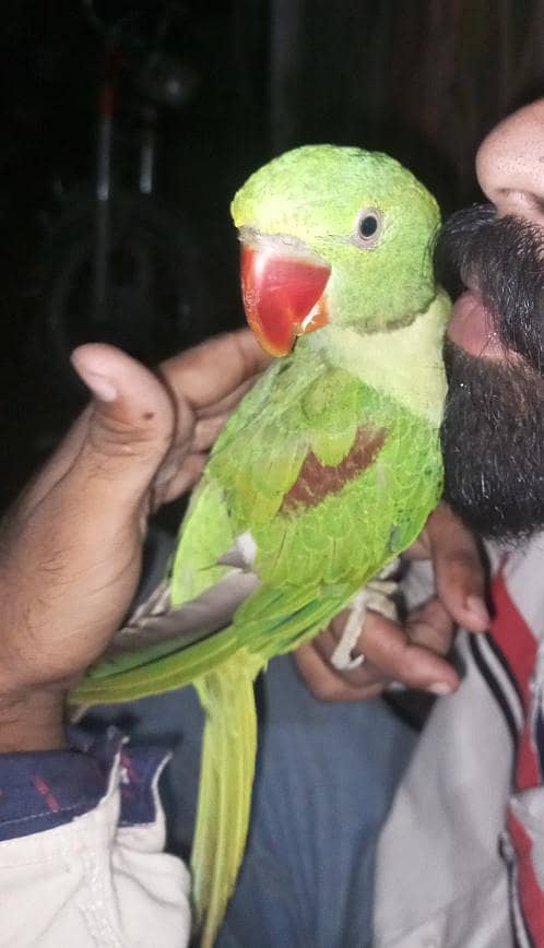 raw parrot hand tammed - Parrots - 1105258152